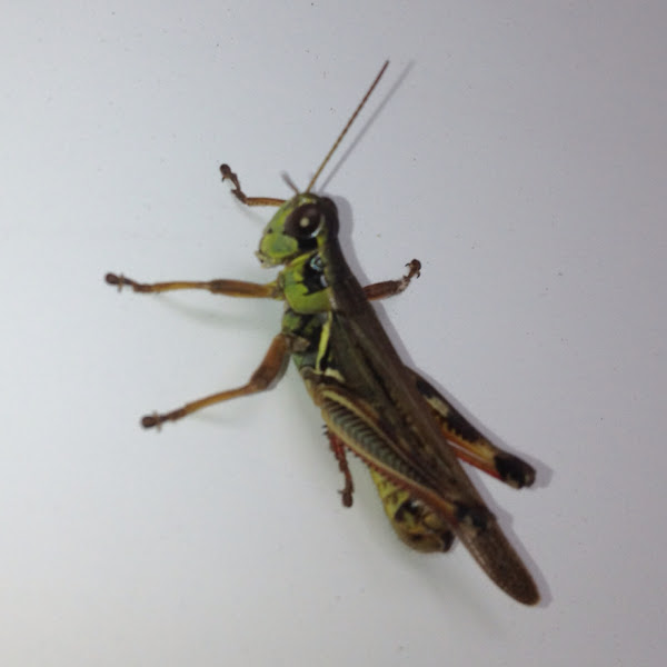 Red-legged Grasshopper | Project Noah