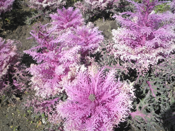 Col ornamental. Garden cabbage | Project Noah