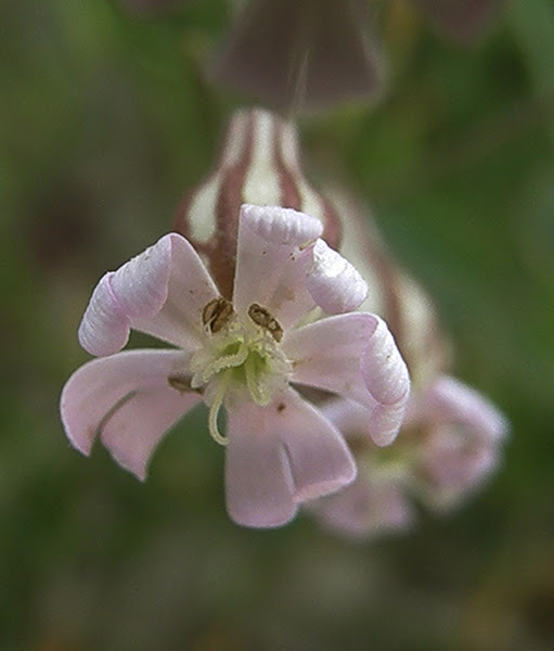 Silene secundiflora | Project Noah