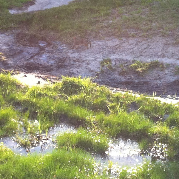 Rabbit | Project Noah