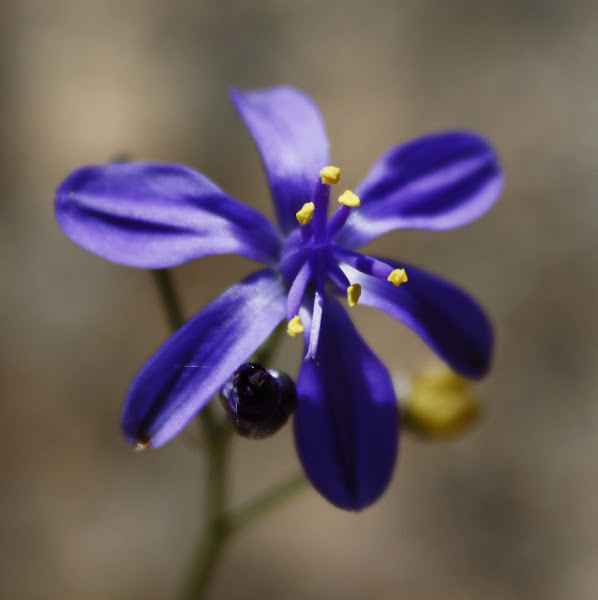 Azulillo | Project Noah