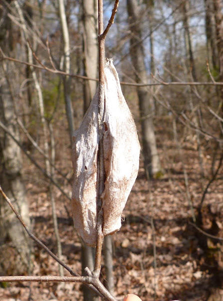 Cecropia moth (cocoon) | Project Noah