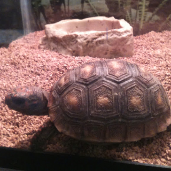Red Toe Tortoise | Project Noah