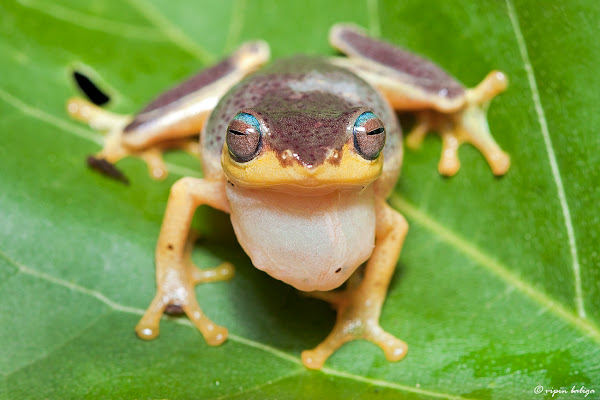 Rough-skinned Bush Frog | Project Noah