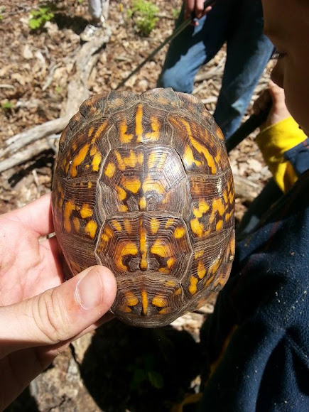 Eastern Box Turtle | Project Noah