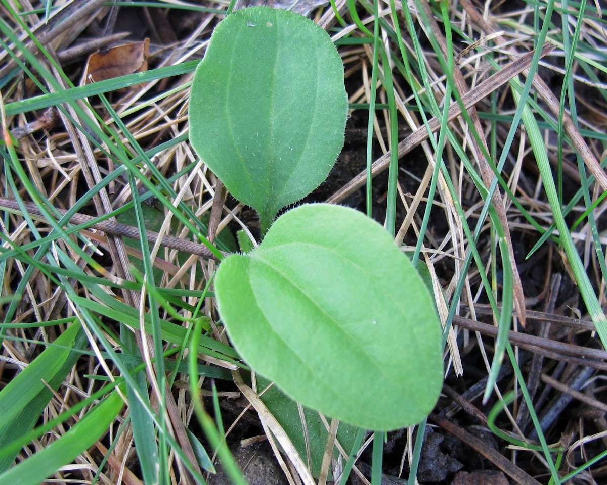 Common Plantain | Project Noah