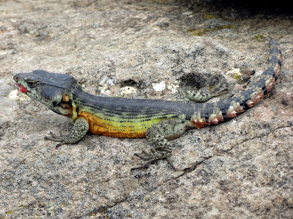 Drakensberg Crag Lizard | Project Noah