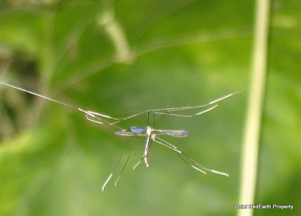 crane fly ? | Project Noah