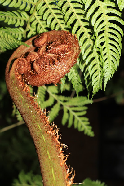 Australian Tree Fern | Project Noah
