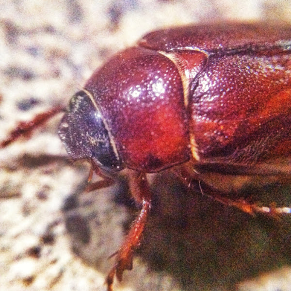 June Bug | Project Noah