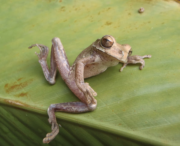 Drab Treefrog | Project Noah