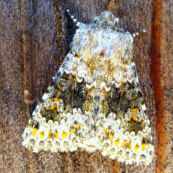 The Small Ranunculus | Project Noah