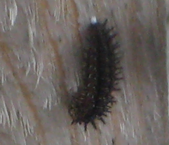 Twice-stabbed Lady Beetle Larva | Project Noah