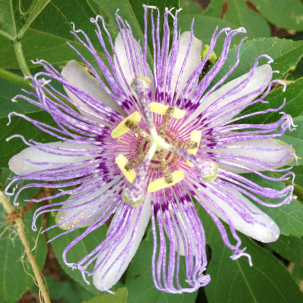 Purple Passionflower | Project Noah