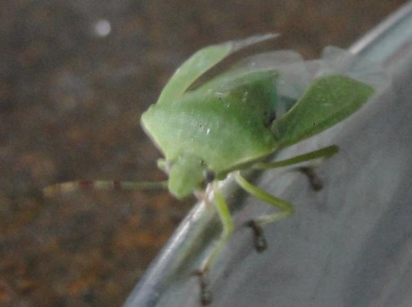 Green Vegetablke bug | Project Noah