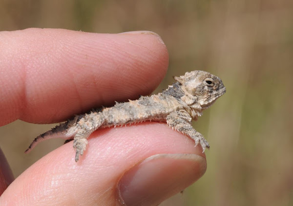 Texas horned lizard (hatchling) | Project Noah