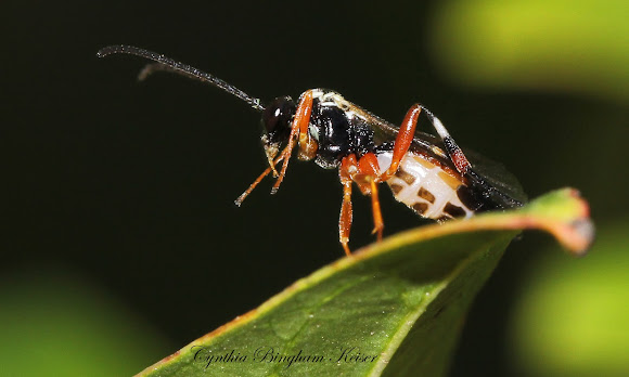 Hoverfly parasite | Project Noah
