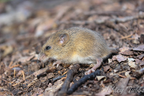 White-footed Mouse | Project Noah