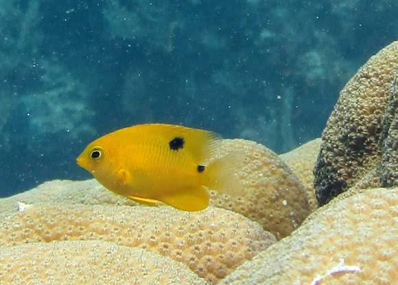 Threespot Damselfish (juvenile) | Project Noah
