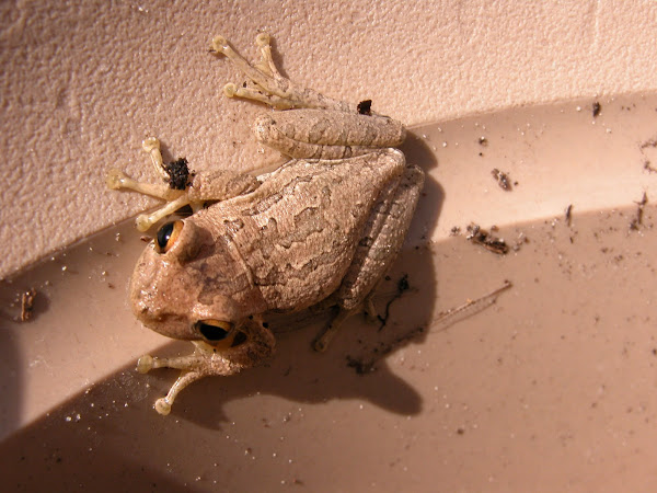 Cuban Tree Frog | Project Noah
