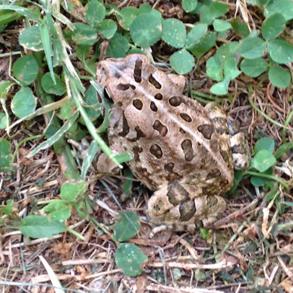 American Toad (juvenile) | Project Noah