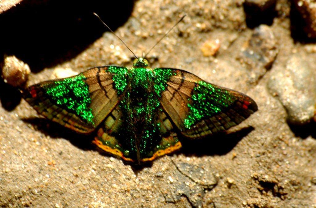 Green Mantle | Project Noah