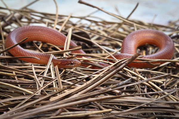 Pine Woods Snake | Project Noah