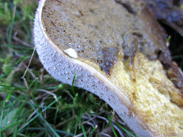 devil's snuff-box | Project Noah