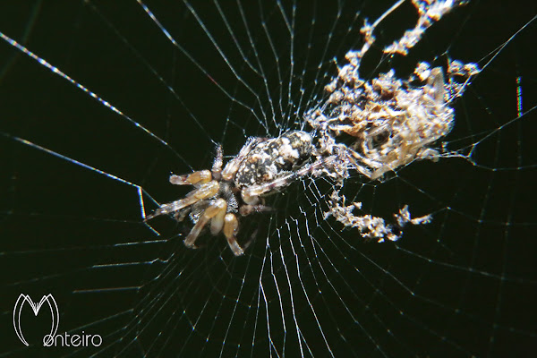 Cyclosa spider | Project Noah