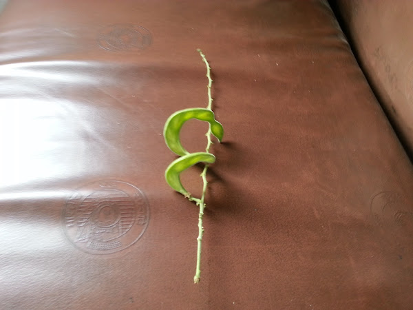 Madras thorn, Manila tamarind, Jungli jalebi, Seema chintakaya ...