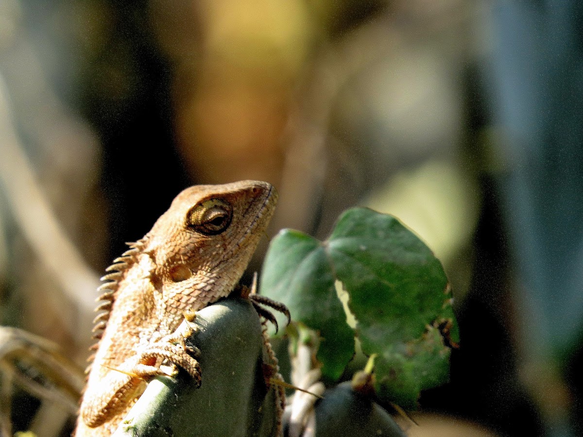 Oriental Garden lizard | Project Noah