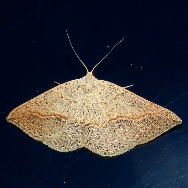 Looper Moth | Project Noah