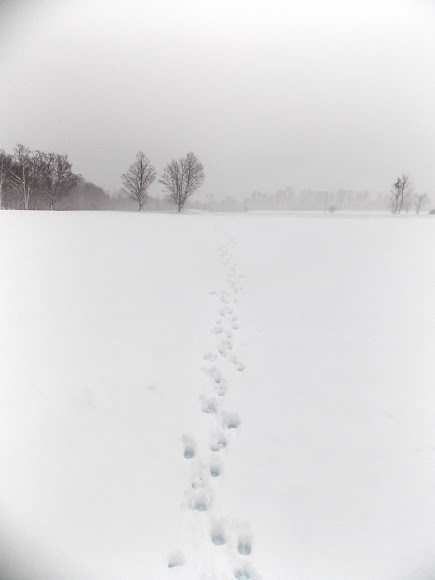 White-tailed Deer (tracks) | Project Noah
