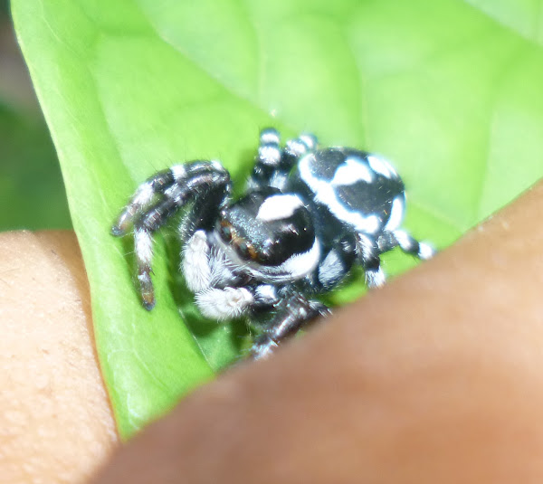 Spider | Project Noah