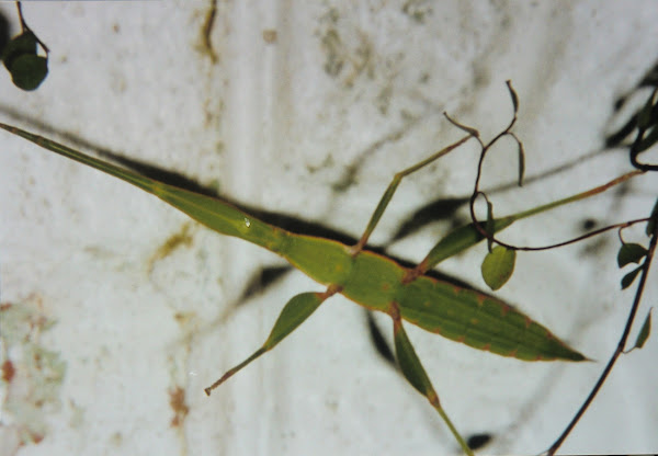Children's Stick Insect (♀) | Project Noah