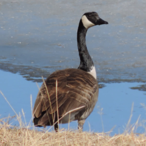 Canada Goose | Project Noah