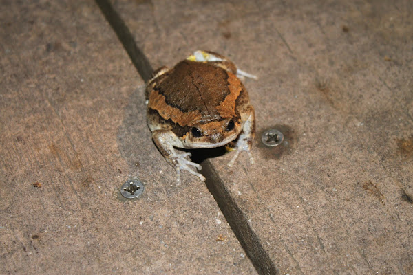 Asian Painted Frog | Project Noah