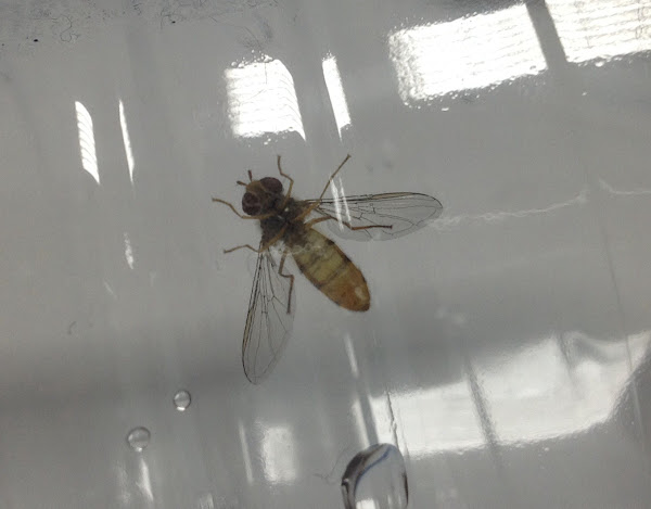 Sweat fly | Project Noah