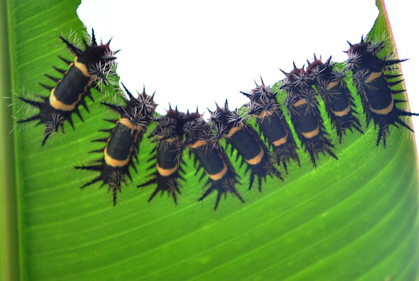 Slug caterpillar moth larva | Project Noah
