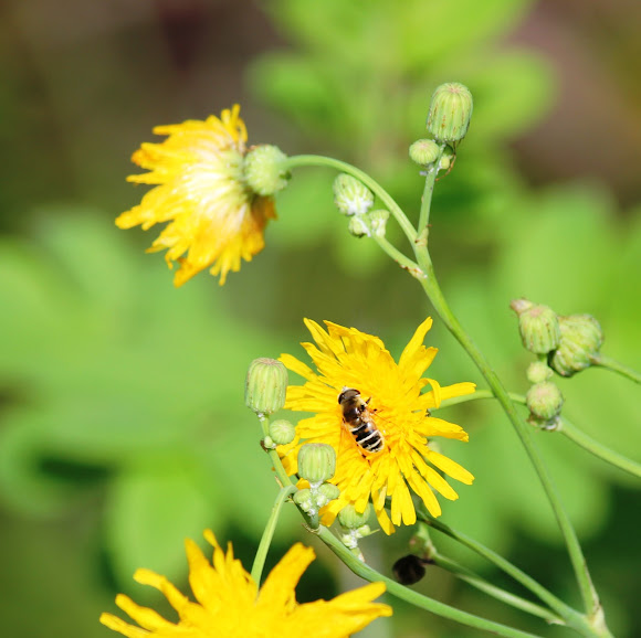 Canada Hawkweed | Project Noah
