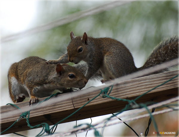 Eastern gray squirrel | Project Noah