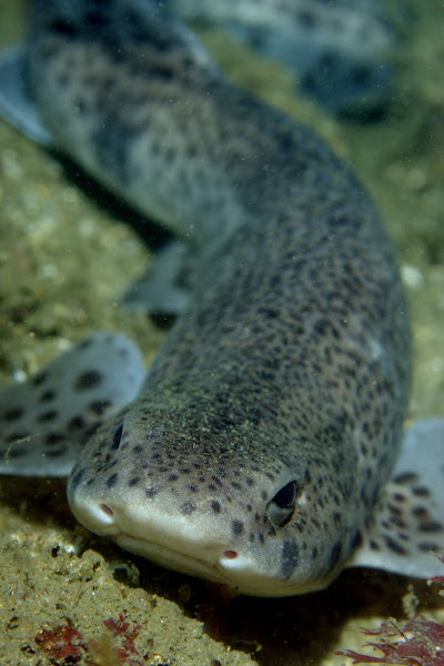 Small-spotted catshark | Project Noah