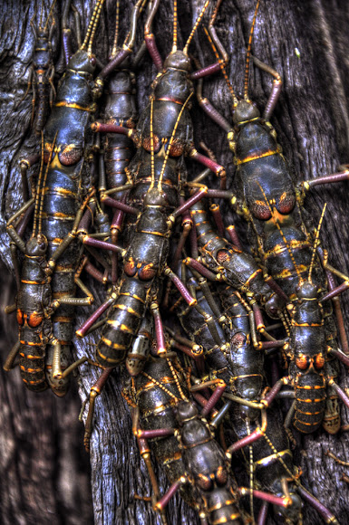 Chinche Molle | Project Noah