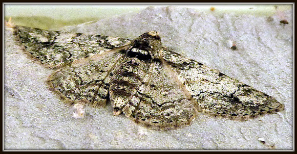 Pepper and salt Geometer Moth | Project Noah