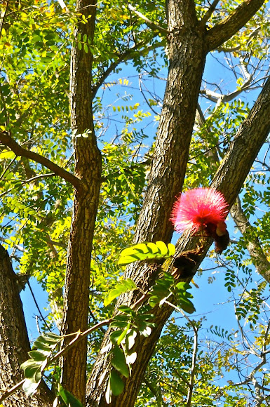 Powder Puff Tree Blossom | Project Noah
