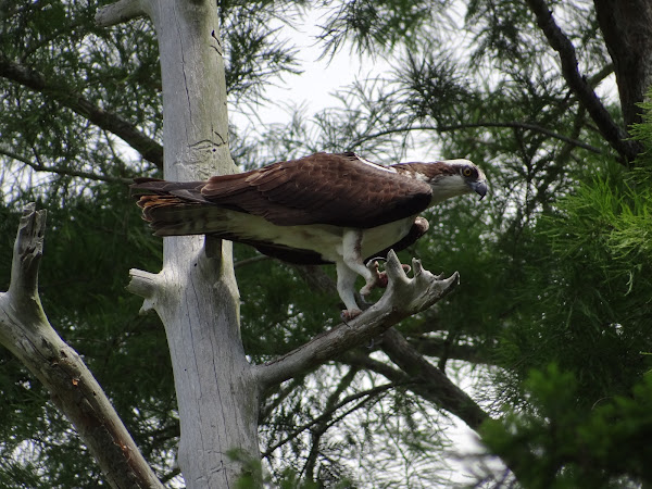 Osprey | Project Noah