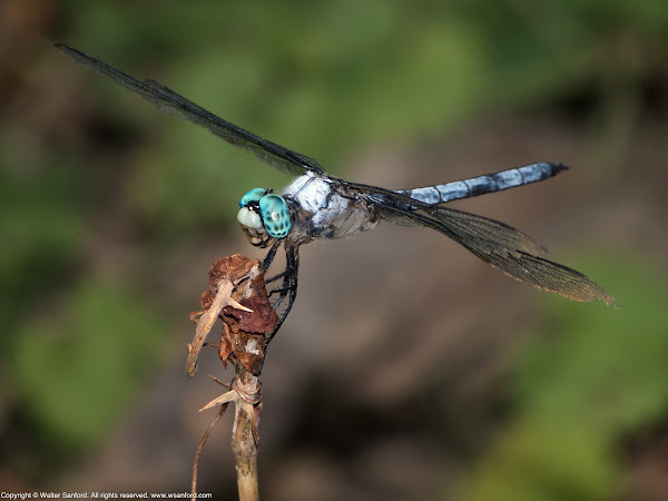 Great Blue Skimmer dragonfly (male) | Project Noah