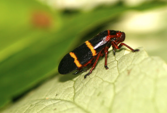 Two-lined Spittlebug | Project Noah