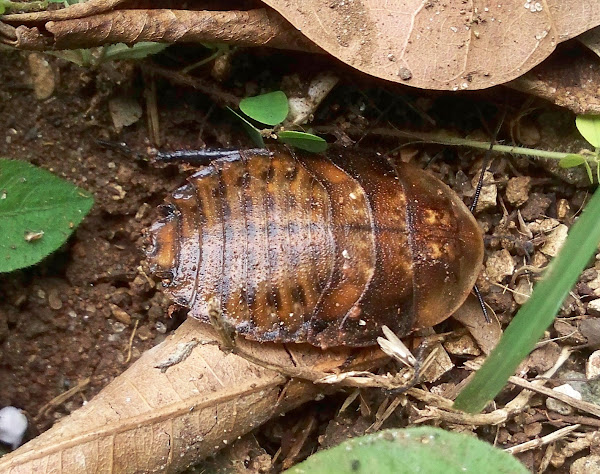 Wild cockroach | Project Noah