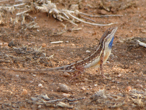 Fan-throated lizard | Project Noah